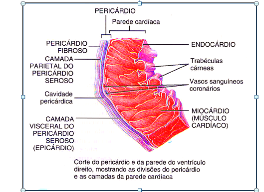 Anatomia e Fisiologia do Coração | Blog Equinovet