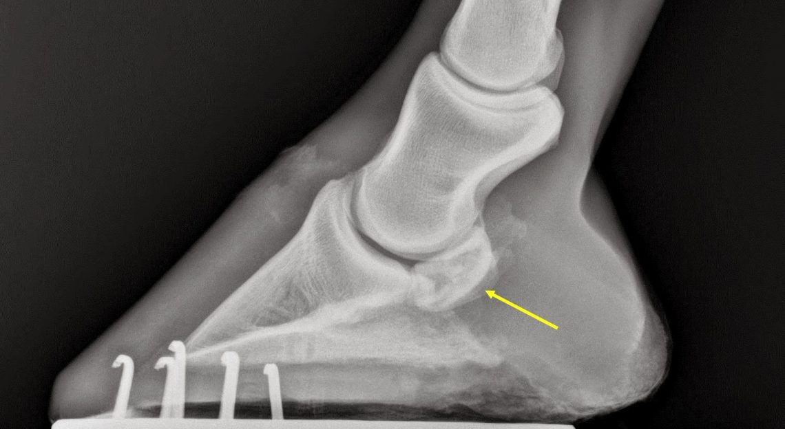 Síndrome do Navicular - Sinais Clínicos e Tratamento | Blog Equinovet