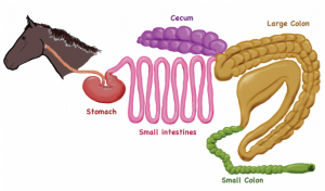 Cólica em Equinos - Tudo o que Você Precisa Saber | Blog Equinovet