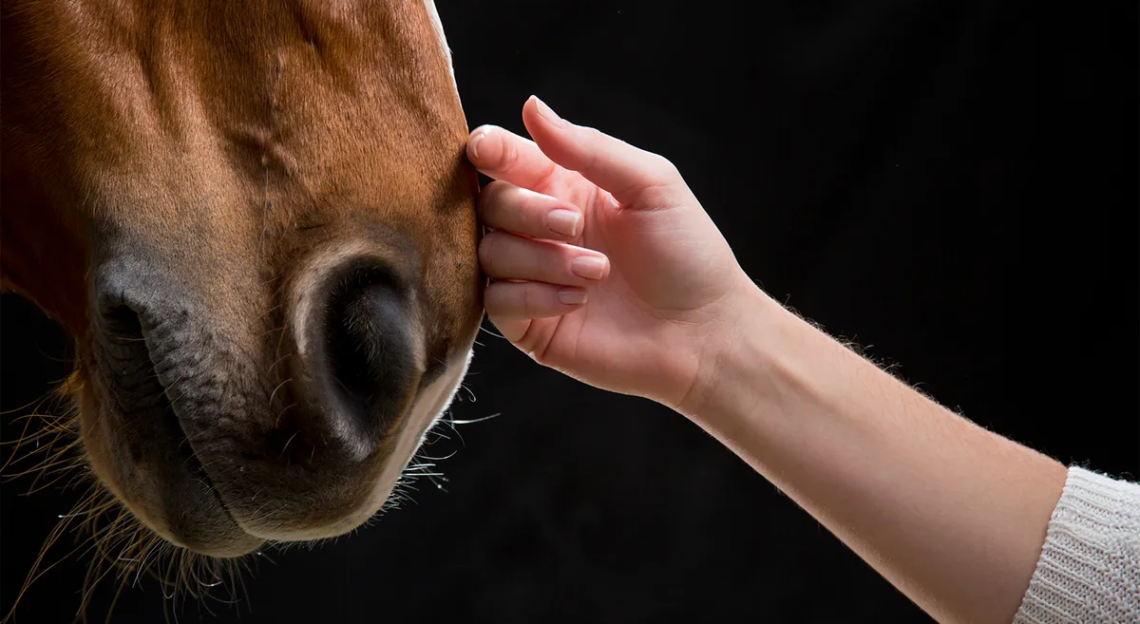 Fisioterapia Equina - 9 Principais Técnicas - Blog Equinovet