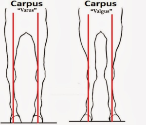 Deformidade Angular em Potros - O que é? Como tratar? - Blog Equinovet