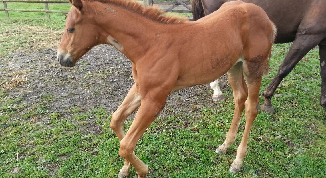 Deformidade Angular em Potros - O que é? Como tratar? - Blog Equinovet