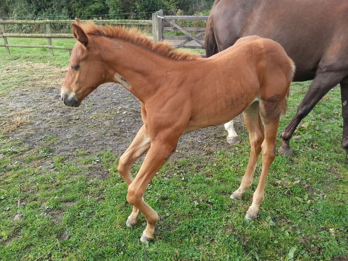 Deformidade Angular em Potros - O que é? Como tratar? - Blog Equinovet