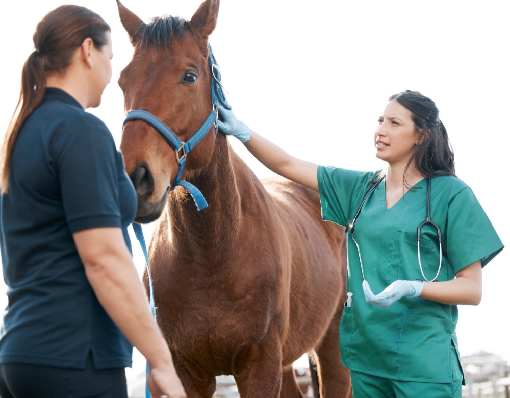 9 Dicas para melhorar a relação veterinário-cliente na medicina equina ...